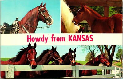 Greetings Howdy From Kansas Postcard Horses Colt Multiview | eBay