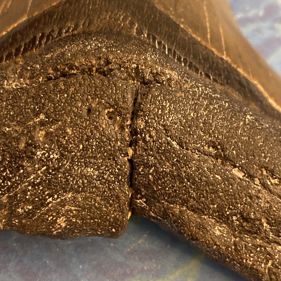 MEGALODON SHARK TOOTH 4.69” HUGE TEETH MEG SCUBA DIVER DIRECT FOSSIL NC ...