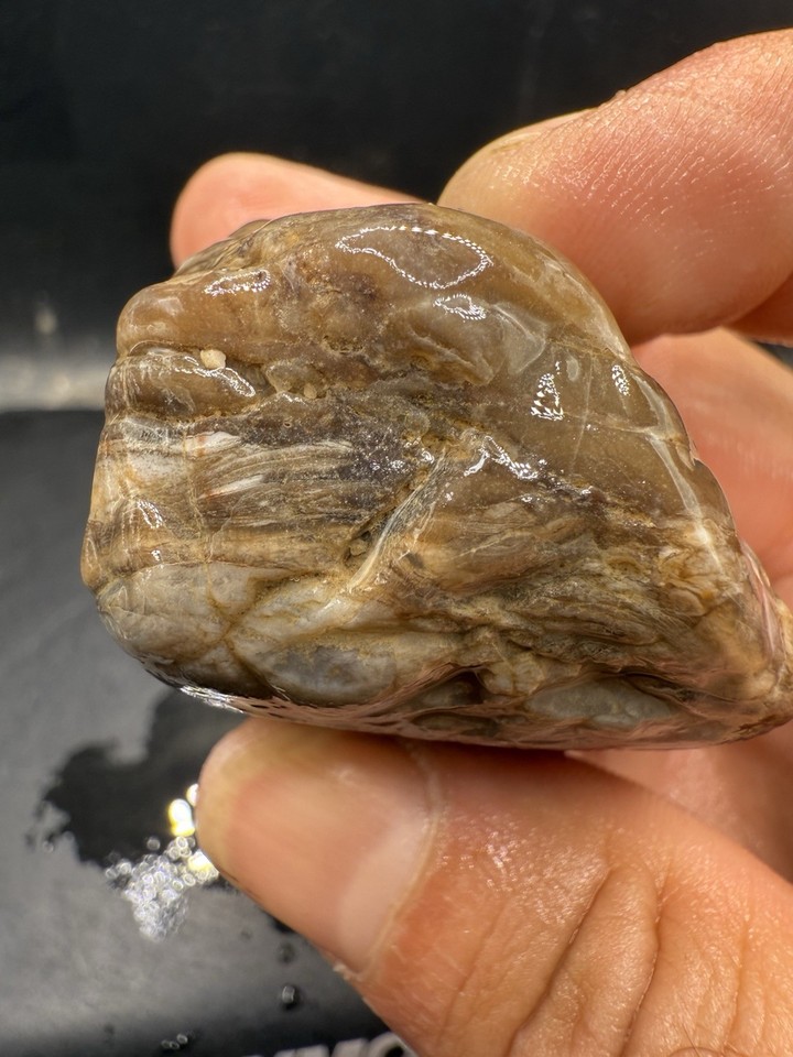 Indiana Ohio River Glacier Erratic Beach Polished Banded Agate 750 ...