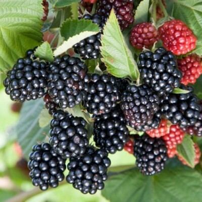 3 Blackberry Plants "Triple Crown"-Thornless (3 Large Plug Plants ...