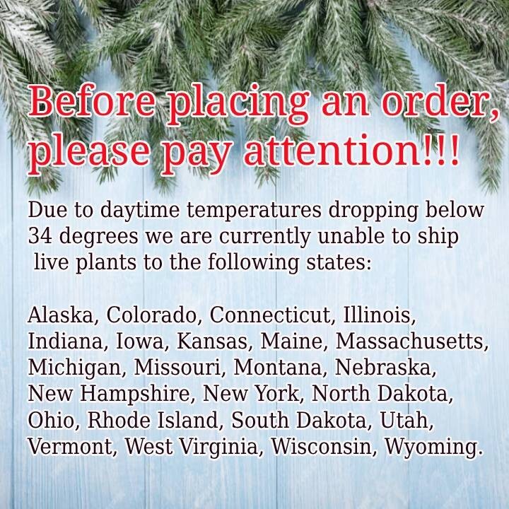 Hardy Hibiscus Watermelon Ruffles in 4"Pot Outdoor Hibiscus Hybrid ...