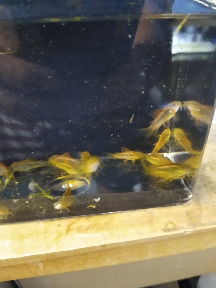 Gold laser Cory Catfish x 10 - Tropical Freshwater Fish | eBay