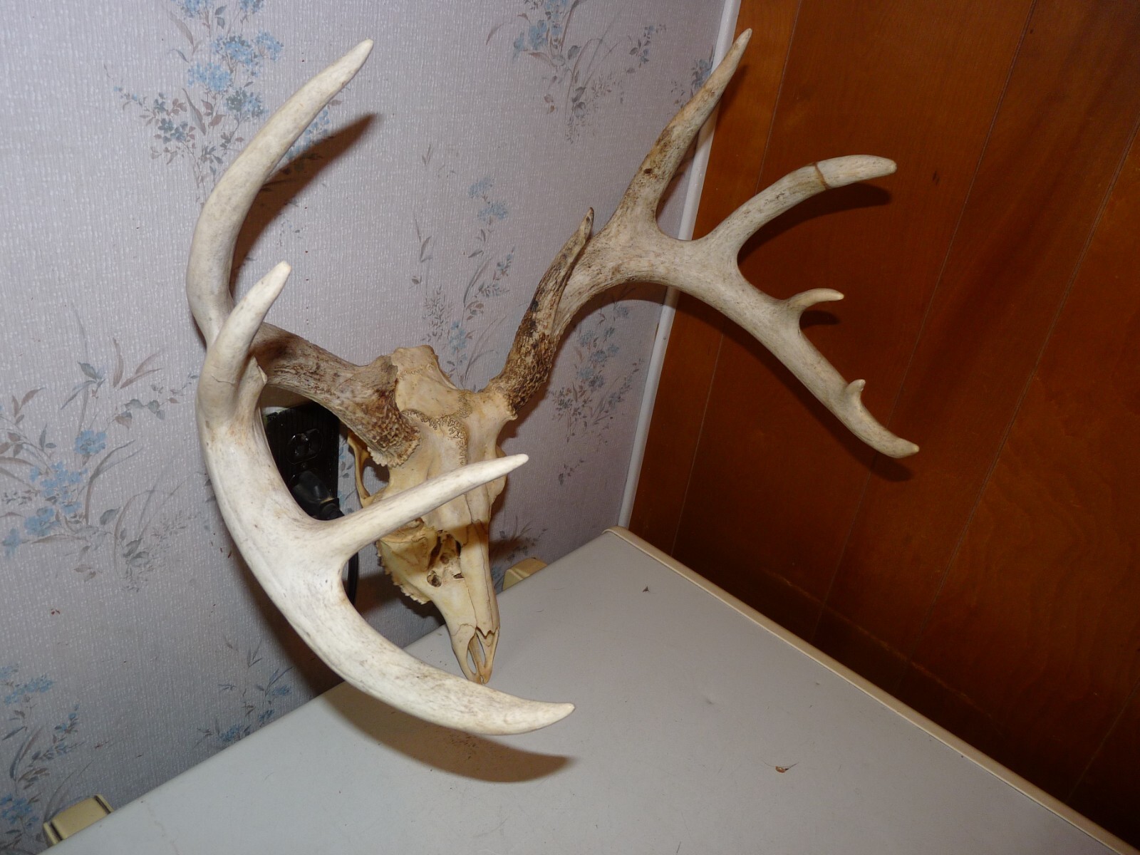 MONSTER 11 POINT Whitetail Deer Skull Mount European Buck Skull Antler ...