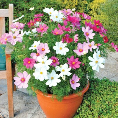 300+DWARF COSMOS SENSATION Mix Seeds Wildflower Drought Heat Garden ...