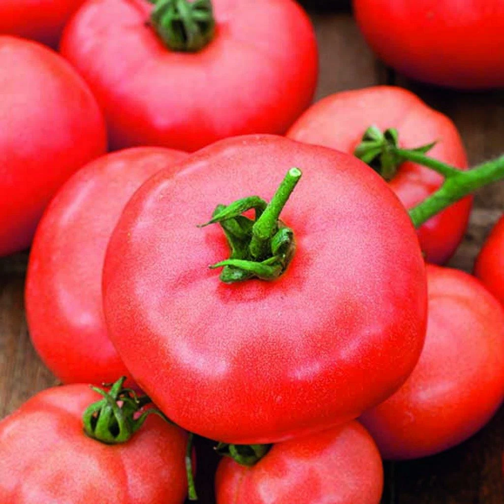Beefmaster Tomato Plants