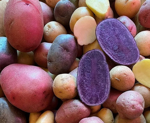 Sherri Seed Potatoes Mix Colors Potato Seeds 10 Pounds Organic Pre ...