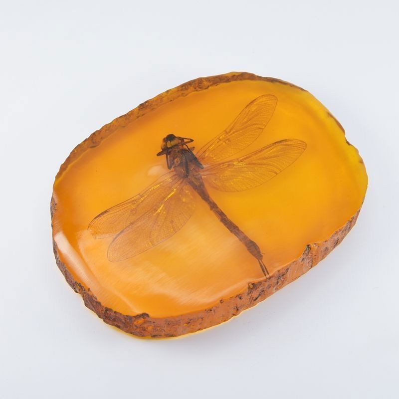 Resin Amber Raw Slice Pendant Natural Insect Specimen Dragonfly Insect ...