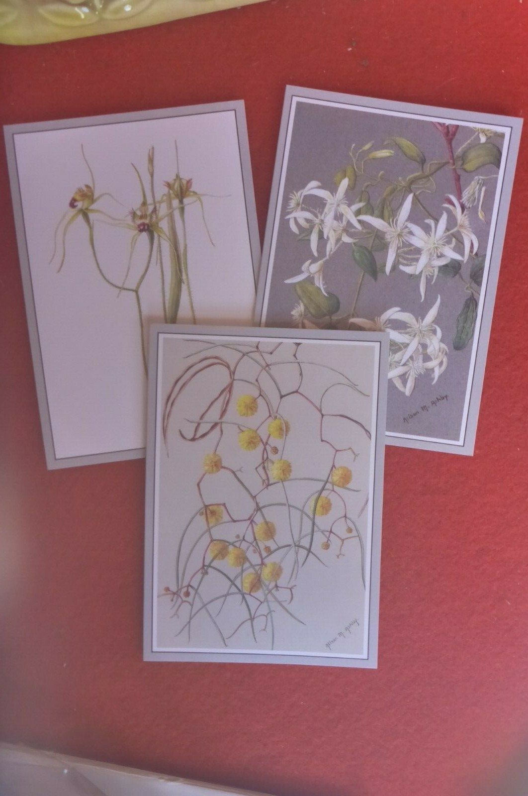 SET OF AUSTRALIAN WILD FLOWER CARDS ADELAIDE BOTANIC GARDENS ALISON ...