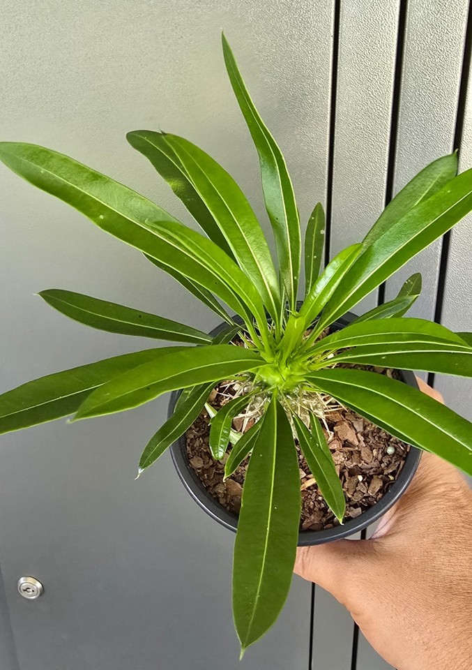 Pachypodium lamerei 'Madagascar Palm' [Seedling Plant] - thickened base ...