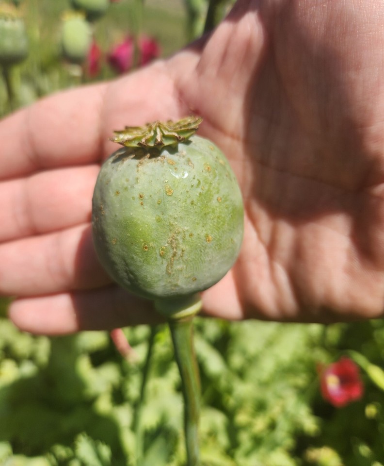 Asian OB/Izmir Pink Special Afghan hybrid Poppy Seeds (Papaver S.) Seed ...