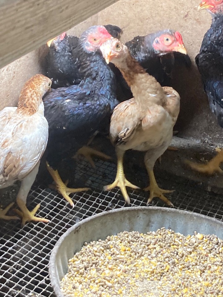 7 eggs KO SHAMO BANTAM EGGS SUPER FRESH GREAT QUALITY BIRDS SHIPS USPS ...