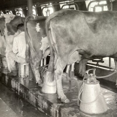 Antique 1920s Dairy Milk Farm Plainsboro New Jersey Stereoview Photo ...