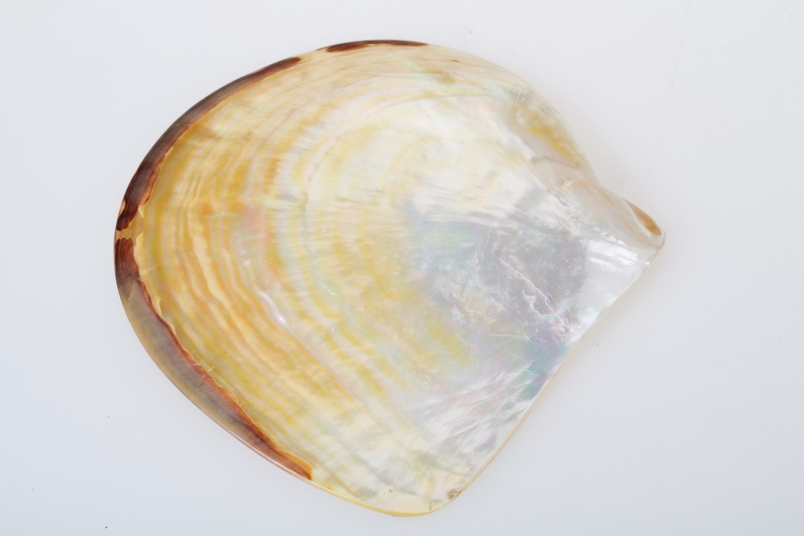 Black Mother of Pearl Polished Sea Shell Plate Jewelry Seashell ...