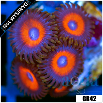 078 AquaSD Live Corals/Frags - Voodoo Spark Rasta Zoas - Aqua SD | eBay