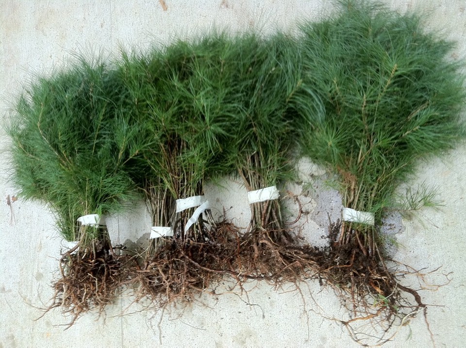 10 white pine sapling trees 12 inch evergreen seedling transplants # ...