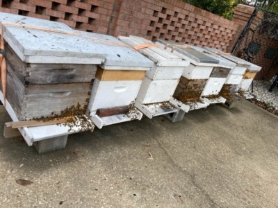 Bee Hives For Sale. Hives are strong and doing well. | eBay