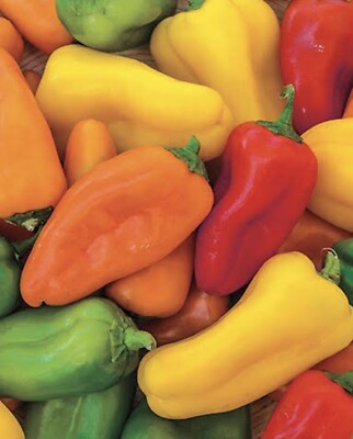 SWEET MINI CAPSICUM VINE 100 SEEDS MIX TASTY FRESH PEPPER GARDEN FRUIT ...