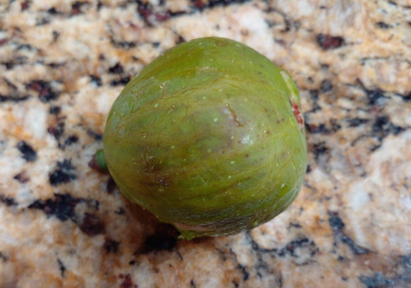 Ponte Tresa Fig Tree - 2 Cuttings - Delicious Swiss Fig with Beautiful ...