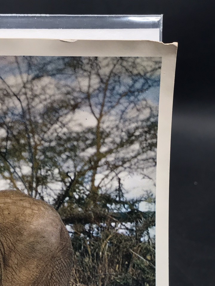 1953 MOGAMBO Ava Gardner w/ Baby Elephant Publicity Color Press Kit ...