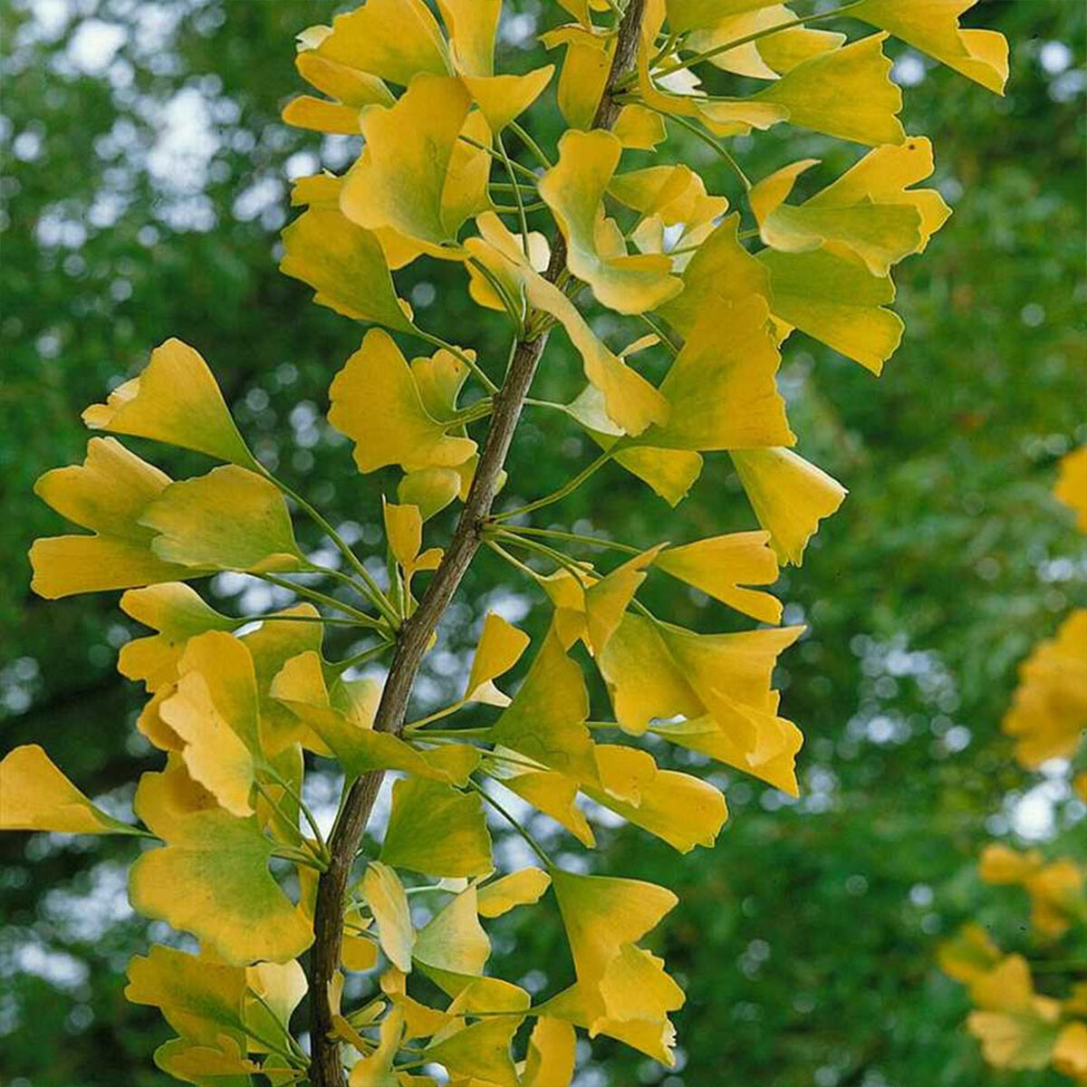 Ginkgo biloba Menhir-Maidenhair Tree- plant in 1 L pot | eBay