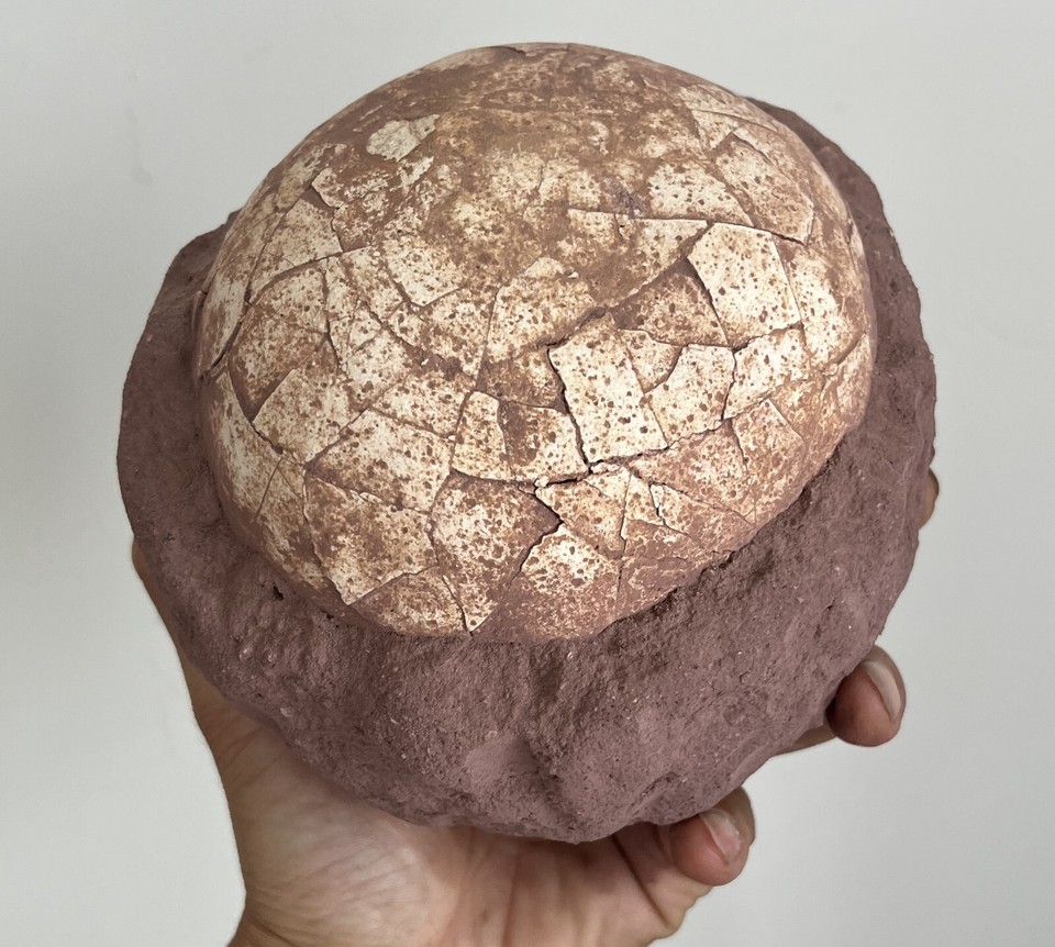 Unique Segnosaur Dinosaur Egg Fossilized Crystallized Fossil Jurassic ...