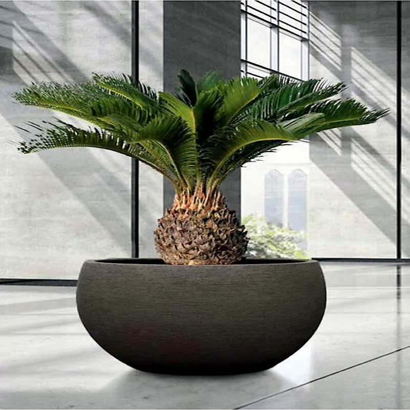 10 King Sago Palm Seeds (Cycas Revoluta) Rare Tropical Prehistoric ...