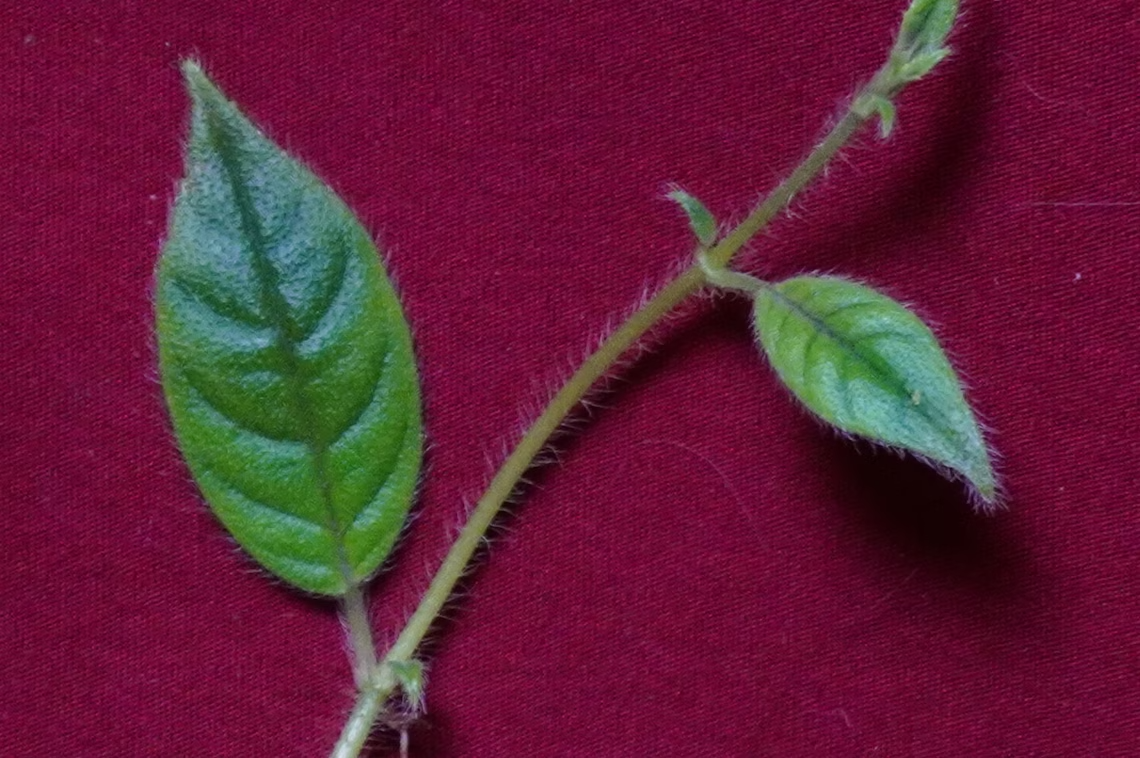 Columnea Minor US Grown Rare Gesneriad Terrarium Plant | eBay
