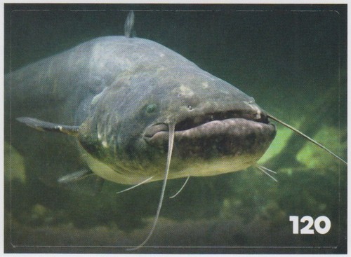 Rewe Wilde Helden Sticker Nr. 120: Wels Bild 2022 NEUWARE | eBay.de