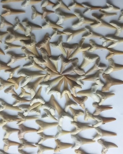 100 PC's Sand Shark Tooth Fossil 100% Authentic Sharks Teeth From ...