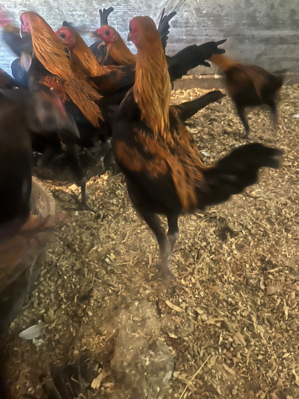 6 Fertile Brown Red Modern Game Hatching Eggs | eBay