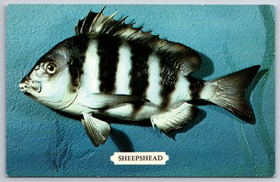 Taxidermy - Sheepshead Fish Mount
