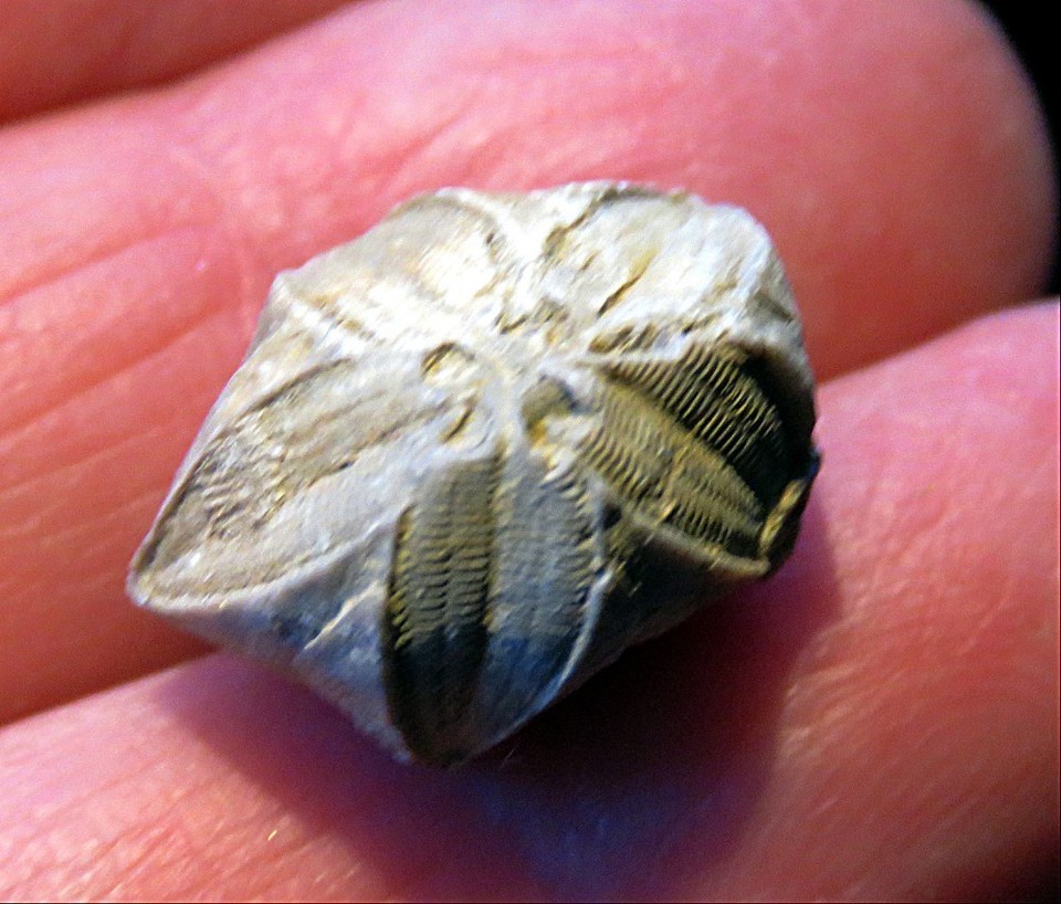 Blastoid Fossil- 3/4"- Pyriformis pentremites- Mississippian- Morill ...