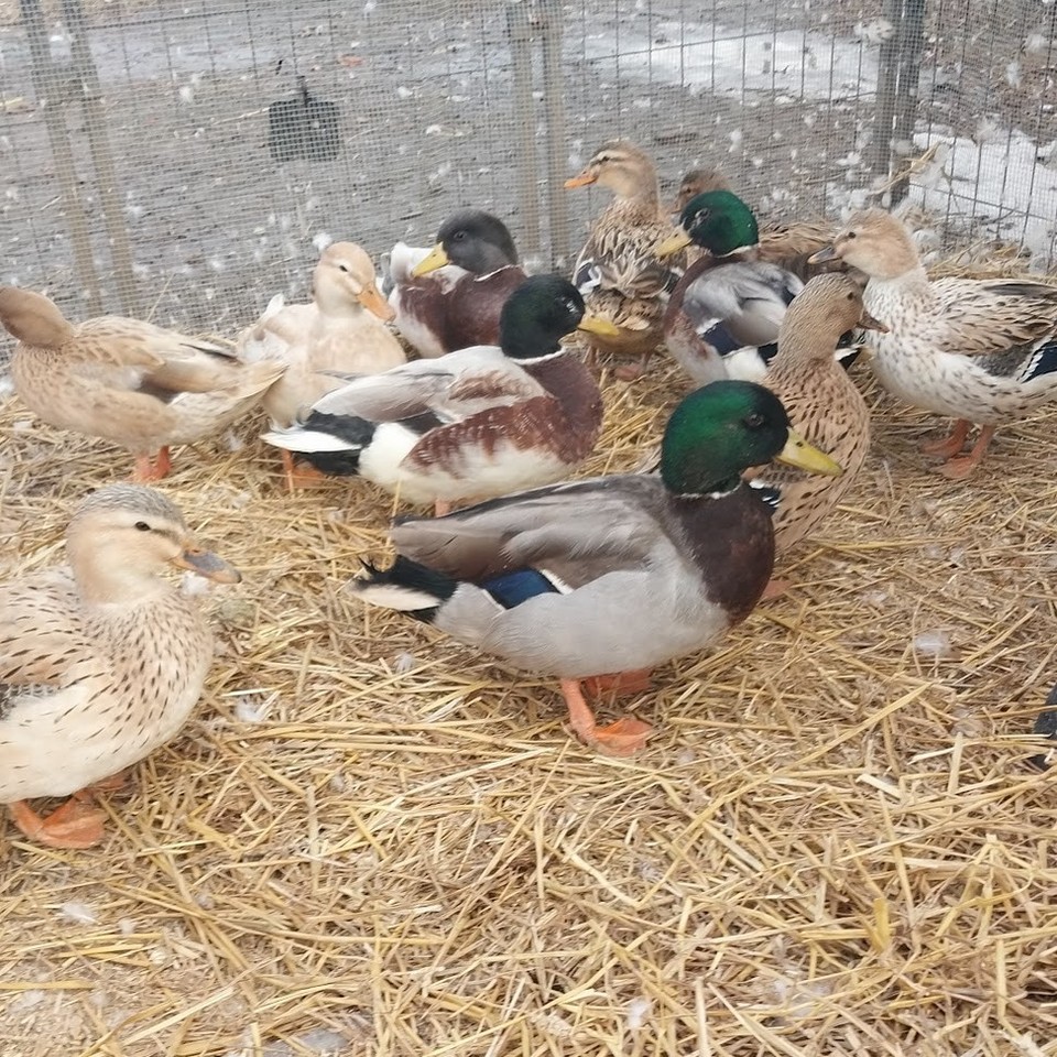 6+ Australian Spotted Duck Hatching Eggs Pre-Sale Ships March - April ...
