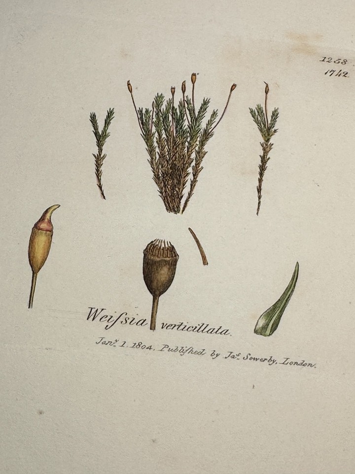 1804 Sowerby WEIFSIA VERTICILLATA Botanical Hand Colored Plate 1258 ...