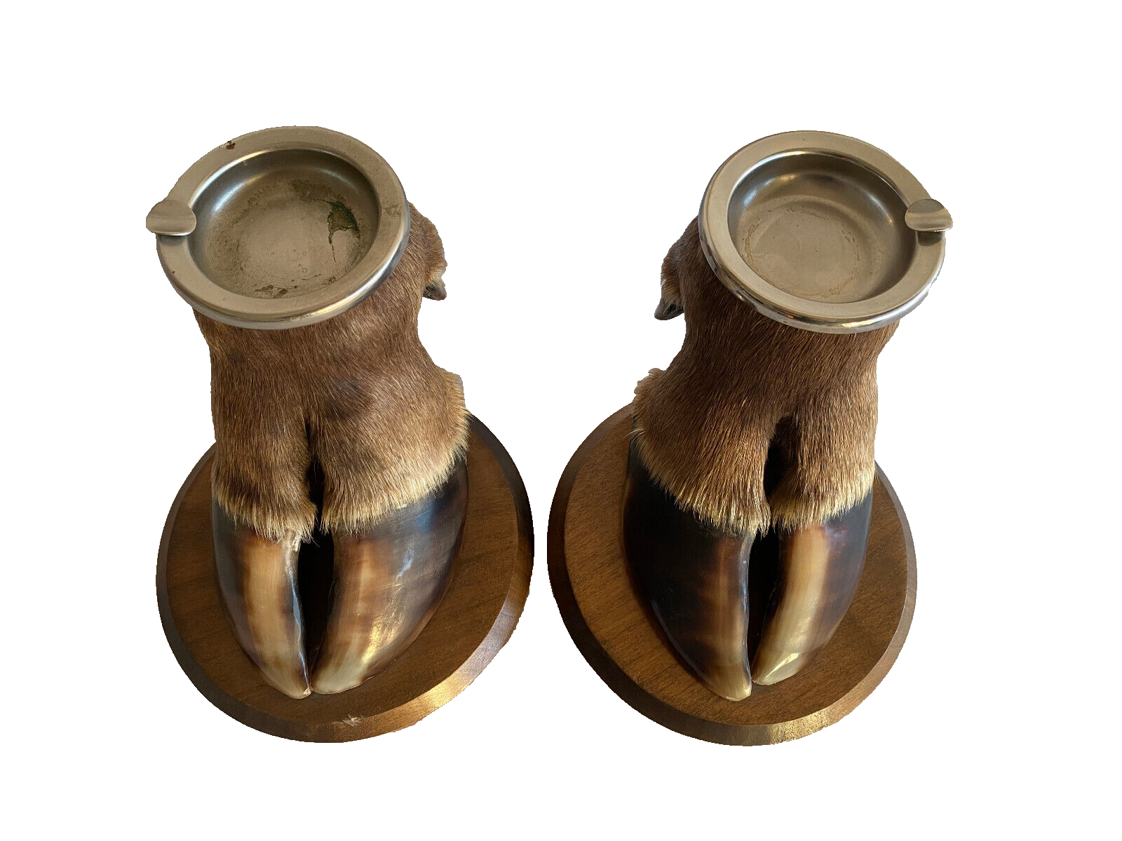 Vintage Moose Hoof Hooves Taxidermy Ashtray Smoking Ashtrays Complete ...