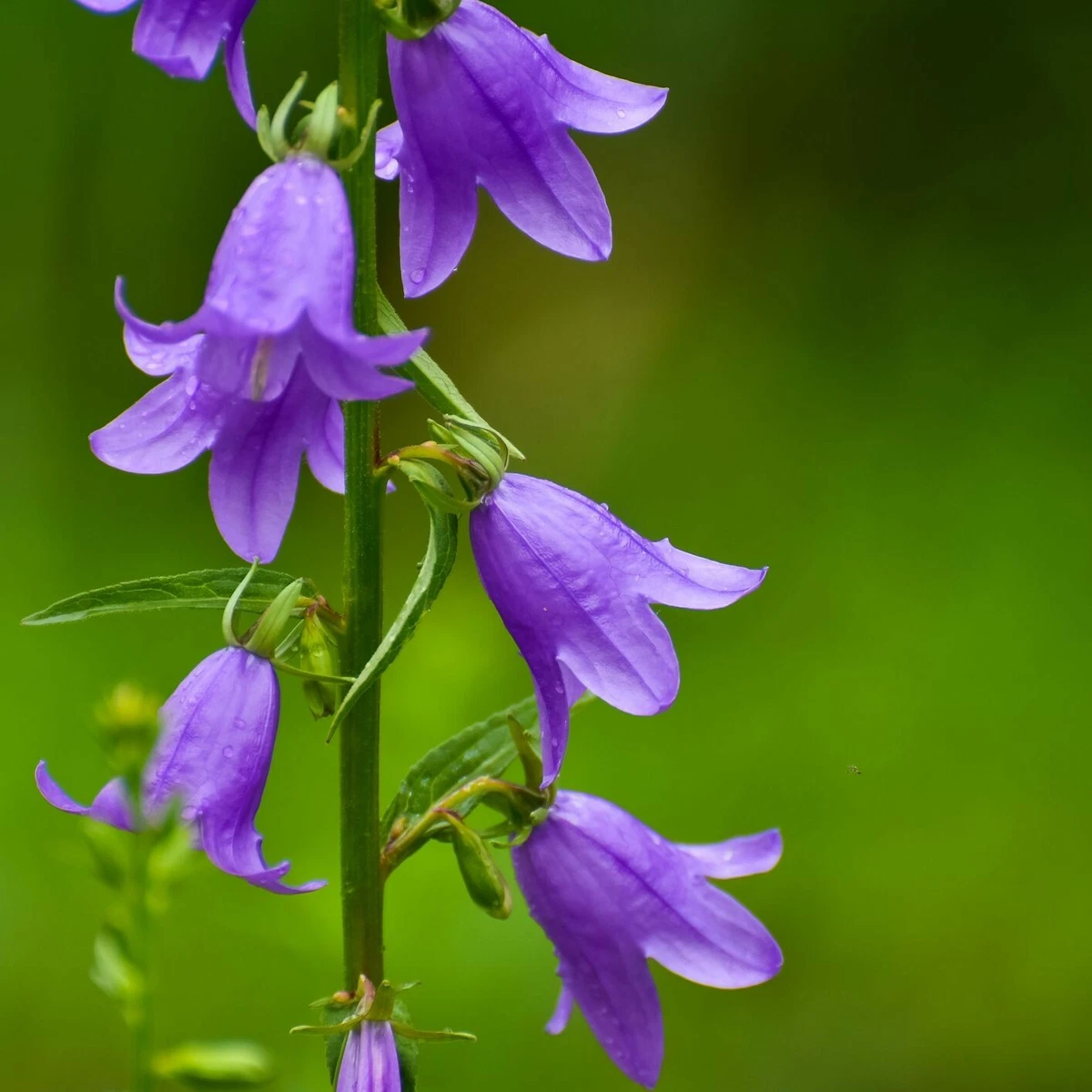 Campanula Rapunculoides