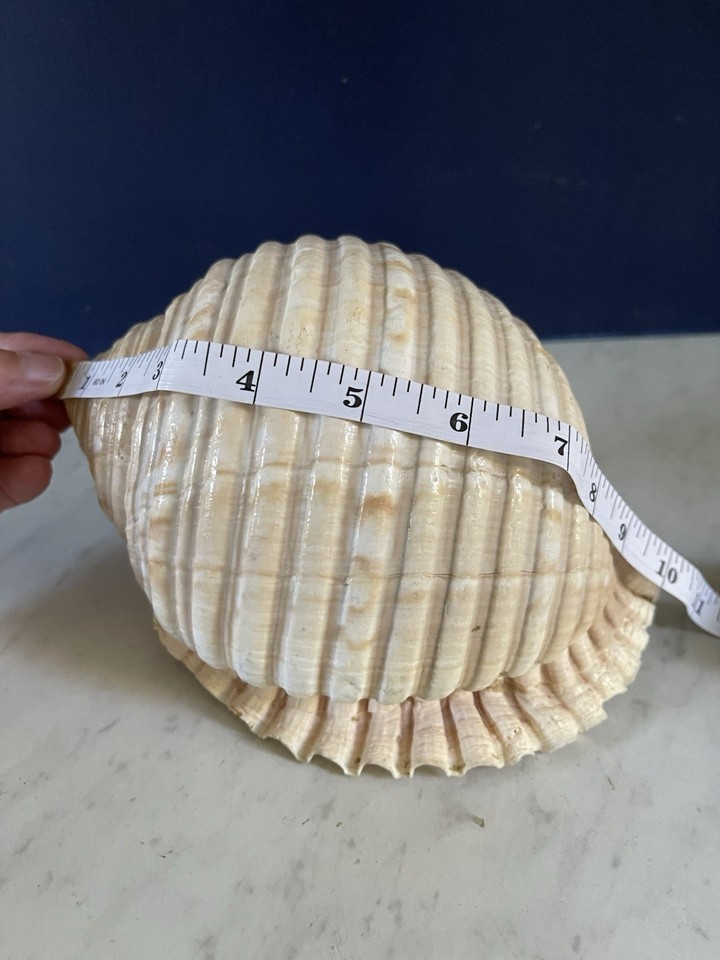 Tonna Galea Giant Tun Seashell 10” Length Large specimen Sea Snail ...