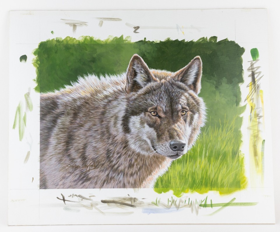 STEPHEN GAYFORD, THE WOLF, ANIMAL STUDY, ORIGINAL ACRYLIC PAINTING ...