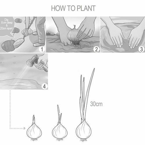 Onion Sets - TURBO Onions Sets (Easy way to grow Onion) x100 ,Ready ...