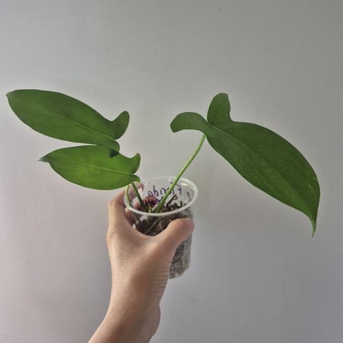 philodendron florida Green - Philo - 2.5 Inch Cup - Starter Plant Exact ...