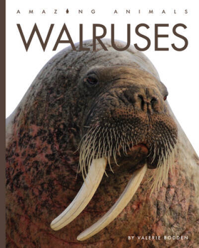 Walruses (Amazing Animals) - Paperback By Bodden, Valerie - GOOD ...
