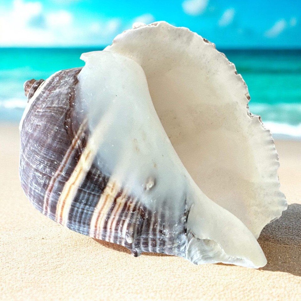 Giant Conch Seashell Rare Large Spiky White Brown Beach Decor Ocean Sea ...