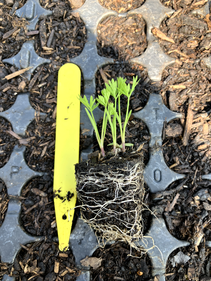 Carrots,Paris market X18 Multi Sown Plug Plants | eBay UK