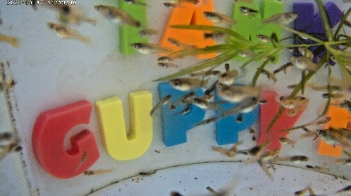 Baby Guppy Fry