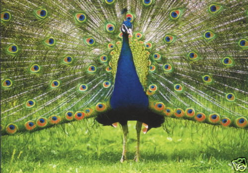 Ansichtskarte: Spiegel - Pfau schlägt ein Rad - peacock and fan | eBay.de