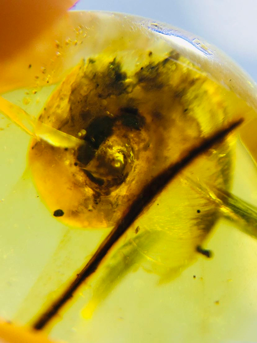 Burmese burmite Cretaceous snail insect fossil amber Myanmar | eBay
