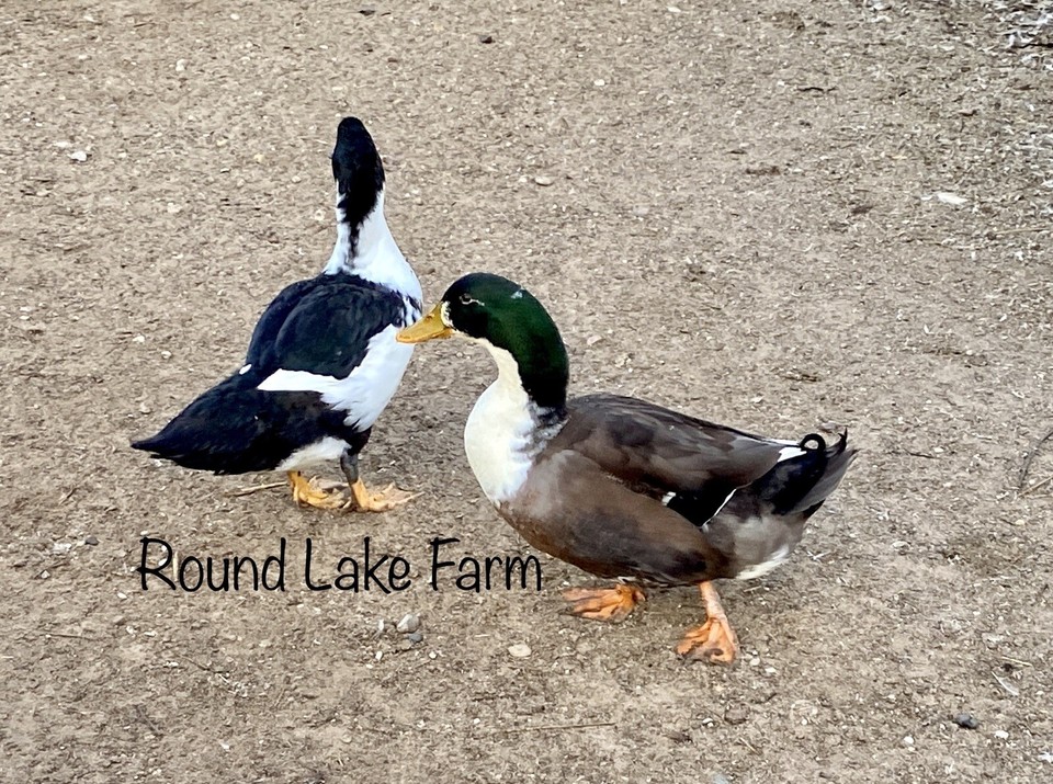 1 Fresh And Fertilized Domestic Barnyard Mix Duck Hatching Egg | eBay