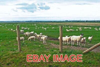 PHOTO SHEEP ON ROCKCLIFFE MARSH ROCKCLIFFE MARSH IS OWNED BY THE ...