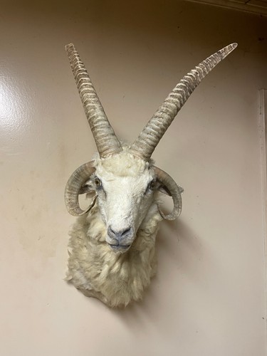 Beautiful - RARE* 4 Horn or Jacobs Sheep Nice Horns Log Cabin Hunting ...
