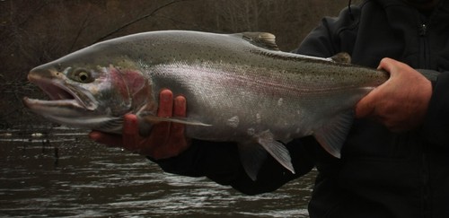 Guide Flies Reef Trico Nymph Emerger Black - Premium Trout Fly Fishing ...